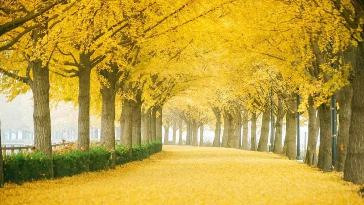 The Magic of Yellow Spring Road: Tokyo’s Autumn Fairytale - Japathinz ...