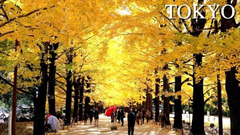 The Magic of Yellow Spring Road: Tokyo’s Autumn Fairytale - Japathinz ...